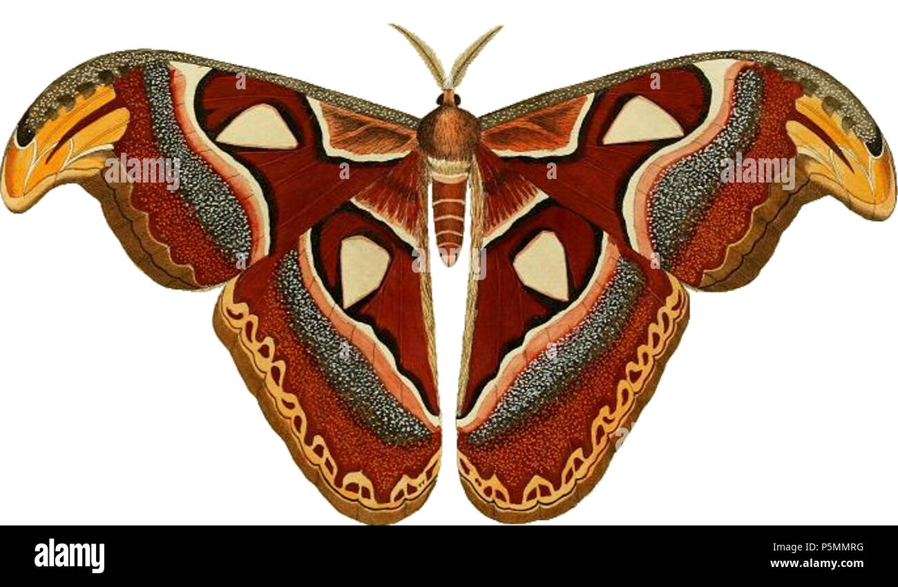 148 Attacus atlas ill Stock Photo - Alamy