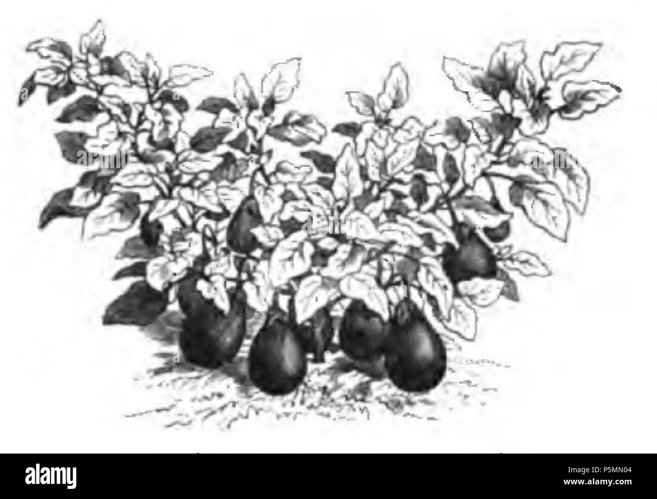 Dwarf plant variety Black and White Stock Photos & Images - Alamy