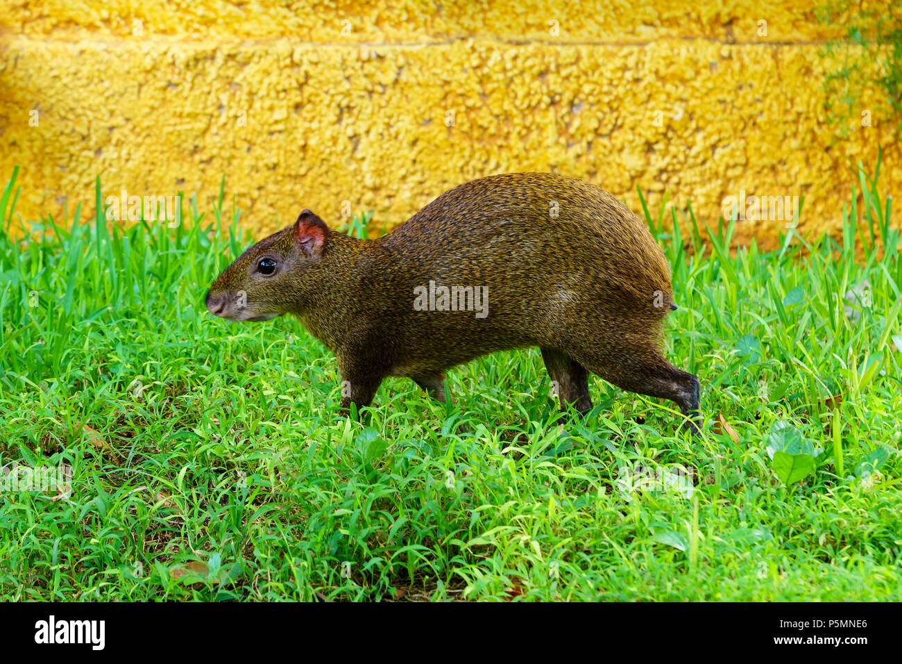 Dasyproctidae Stock Photos & Dasyproctidae Stock Images - Alamy