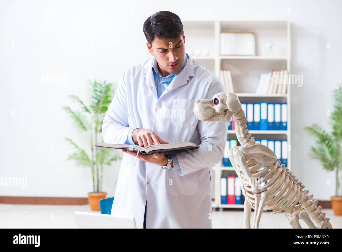 Doctor vet practicing on dog skeleton Stock Photo - Alamy