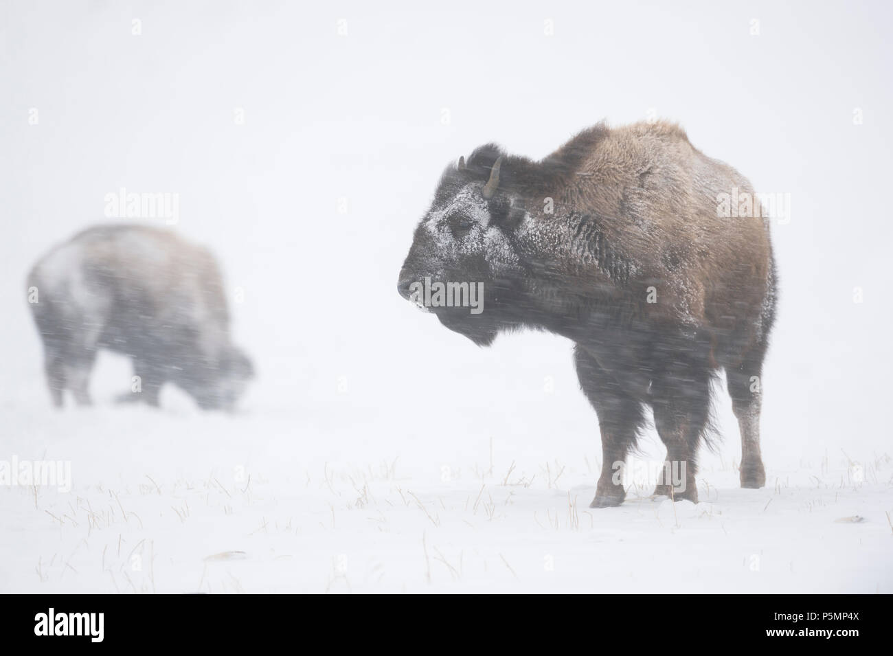Strong wind blowing hair hi-res stock photography and images - Alamy