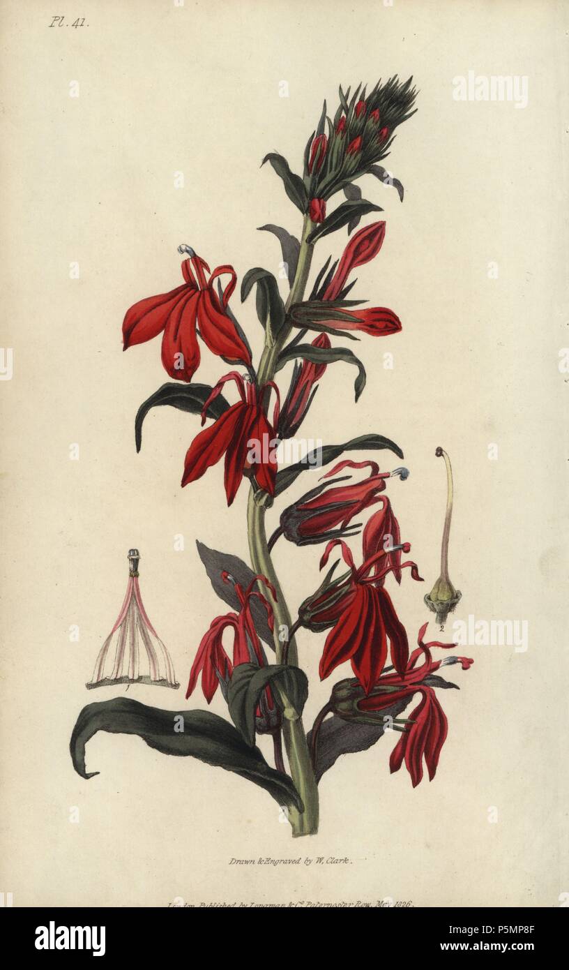 Planta cardinal hi-res stock photography and images - Alamy