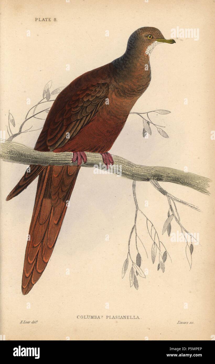 Brown Cuckoo-Dove, Macropygia phasianella (Columba? phasianella, Pheasant-tailed dove), native ...