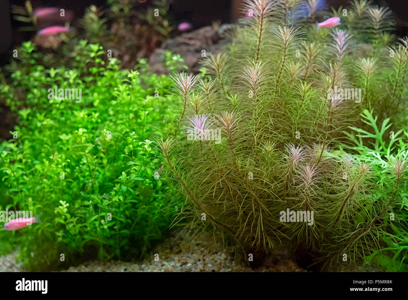 Beautiful planted tropical freshwater aquarium hi-res stock photography ...