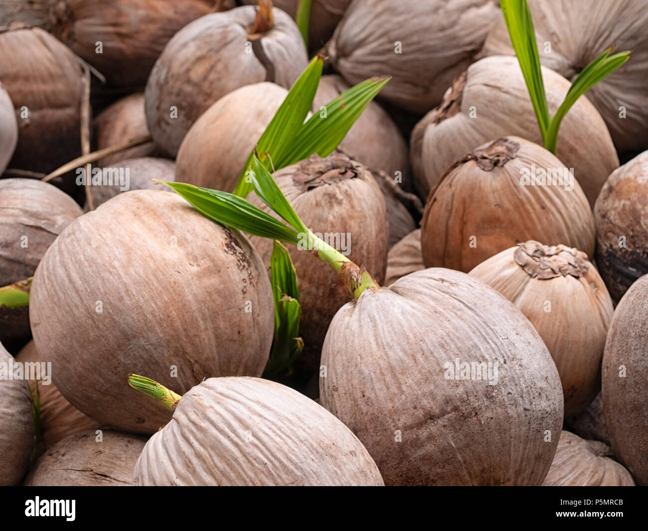 sprout of coconut tree coconut seedlings for planting Stock Photo - Alamy
