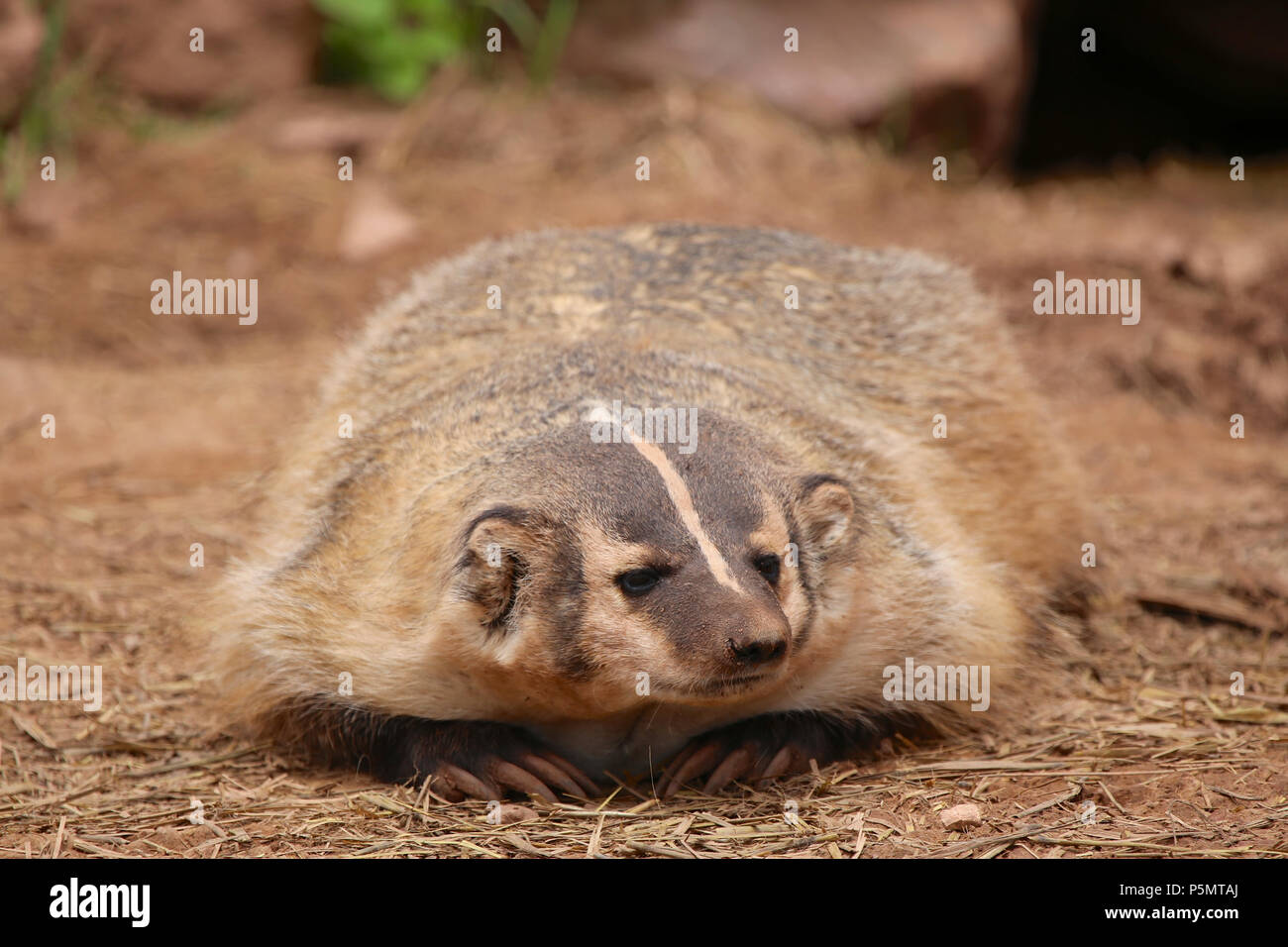 American badger hi-res stock photography and images - Alamy