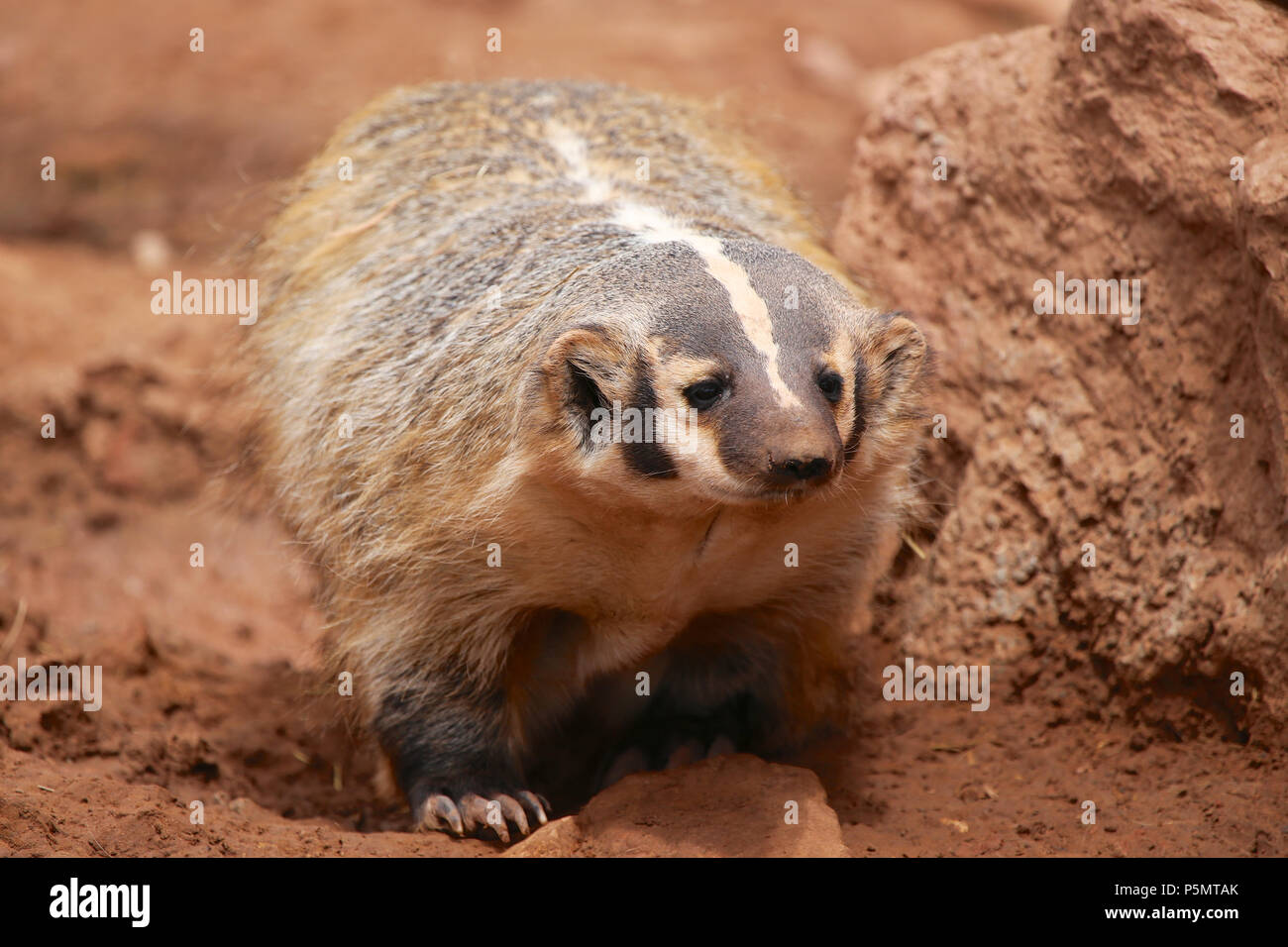 American badger hi-res stock photography and images - Alamy