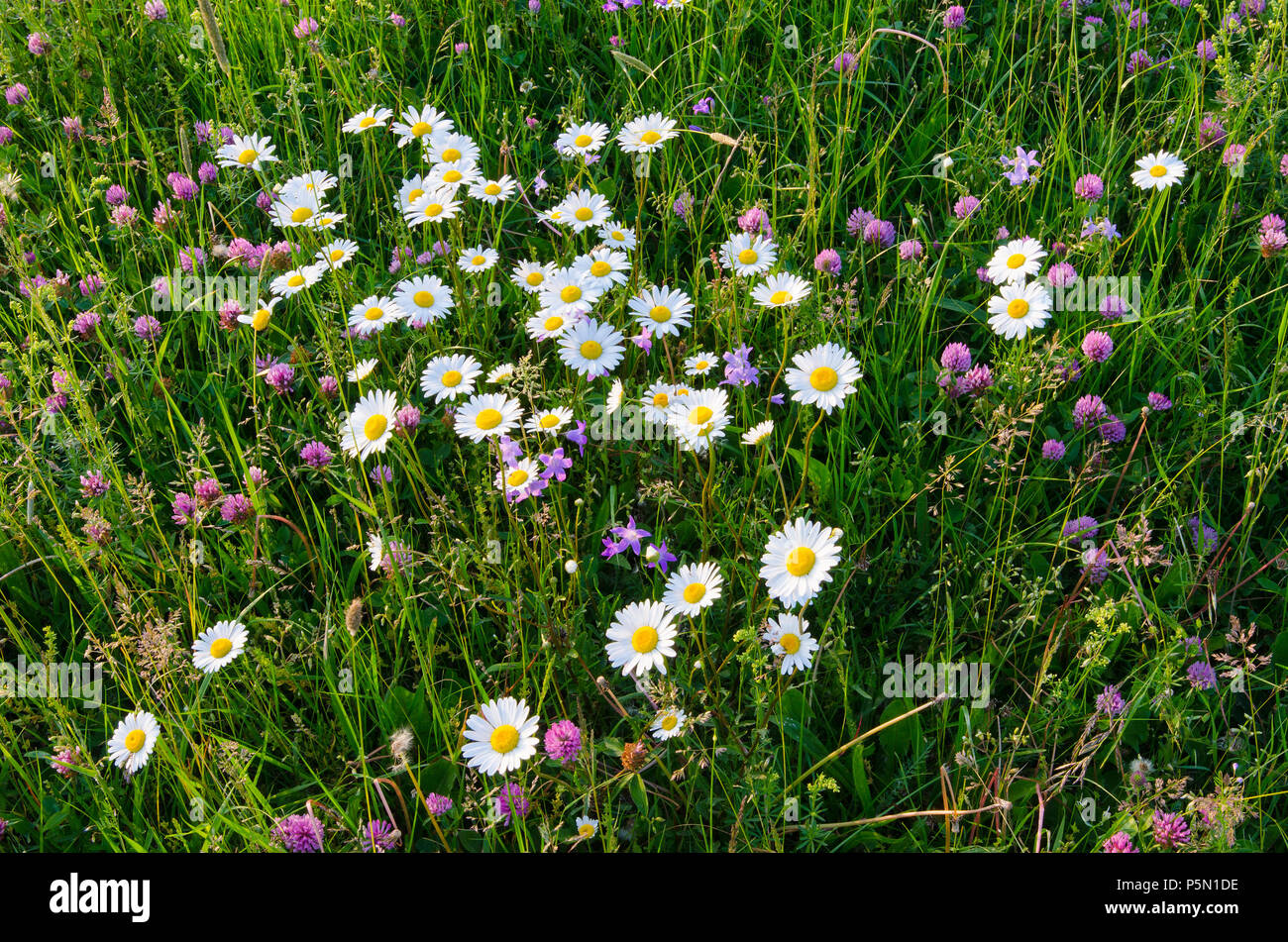 Daisies blooming in the wild flower field Stock Photo - Alamy
