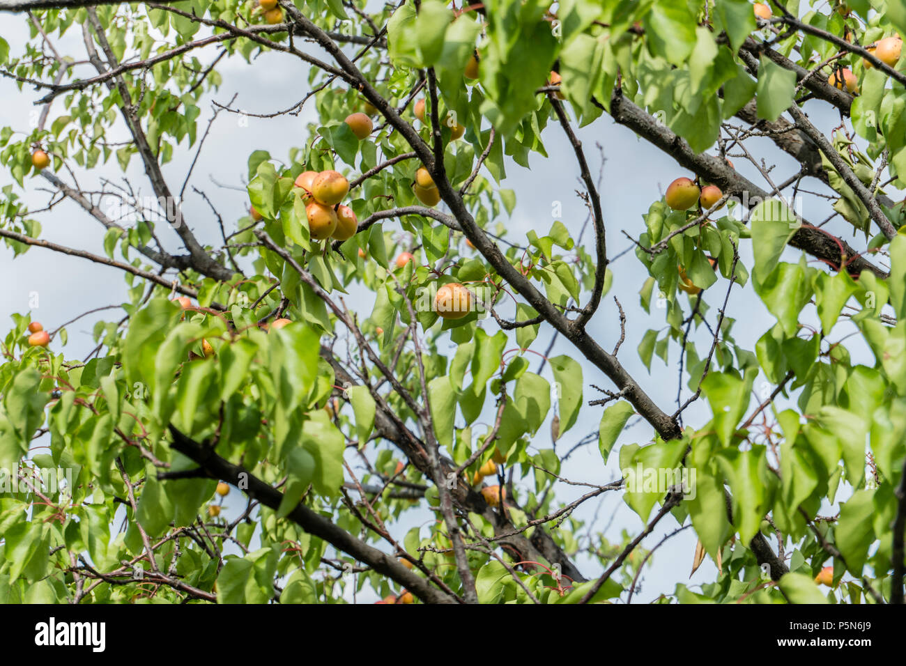 Apricot tree fruit hi-res stock photography and images - Alamy