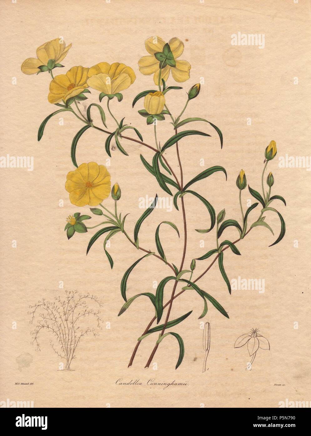 Mr cunninghams candollea hi-res stock photography and images - Alamy