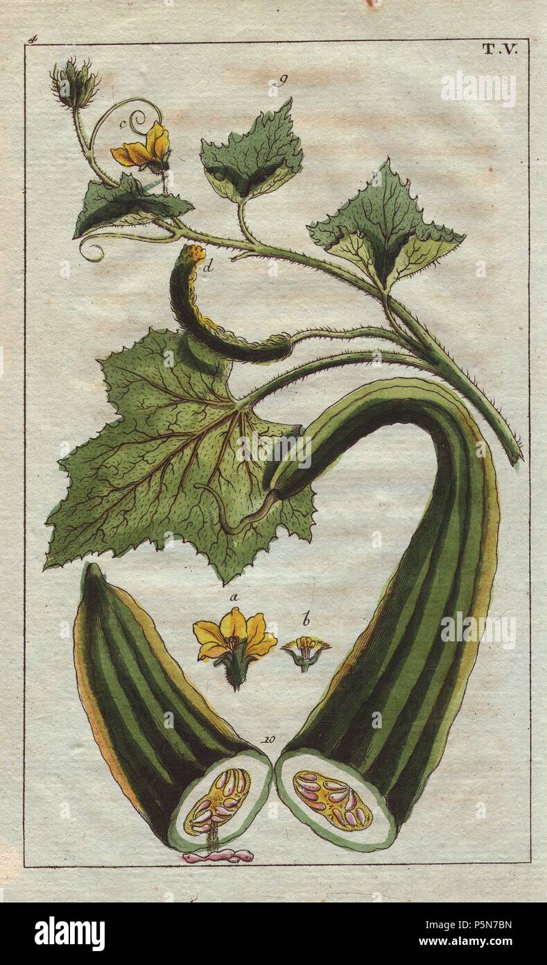 Botanical Illustration Of Cucumber High Resolution Stock Photography ...