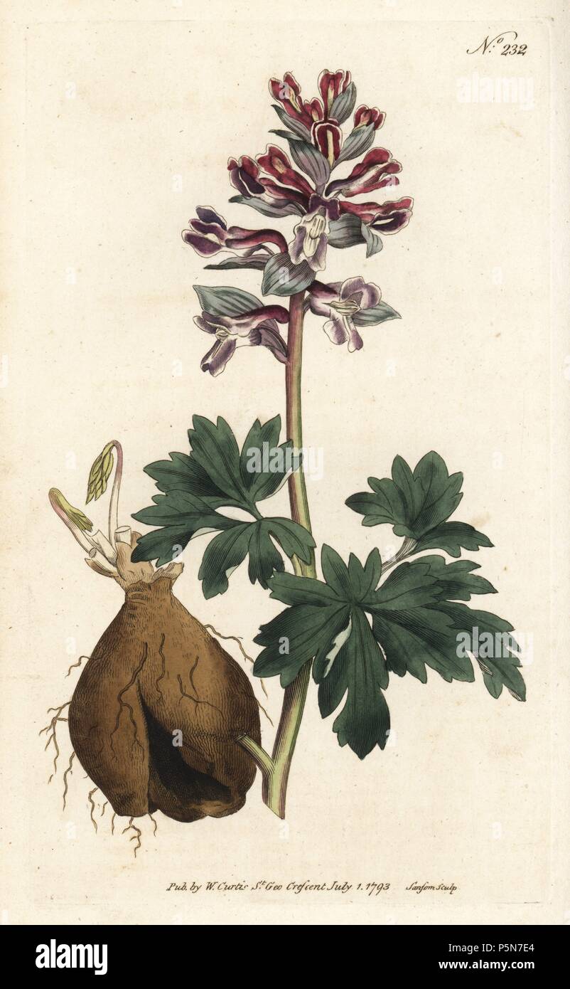 Fumaria Cava High Resolution Stock Photography and Images - Alamy