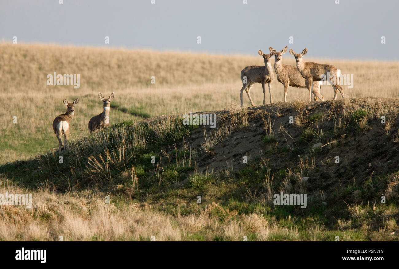 Deer in Saskatchewan prairie Pasture Land Canada Stock Photo - Alamy