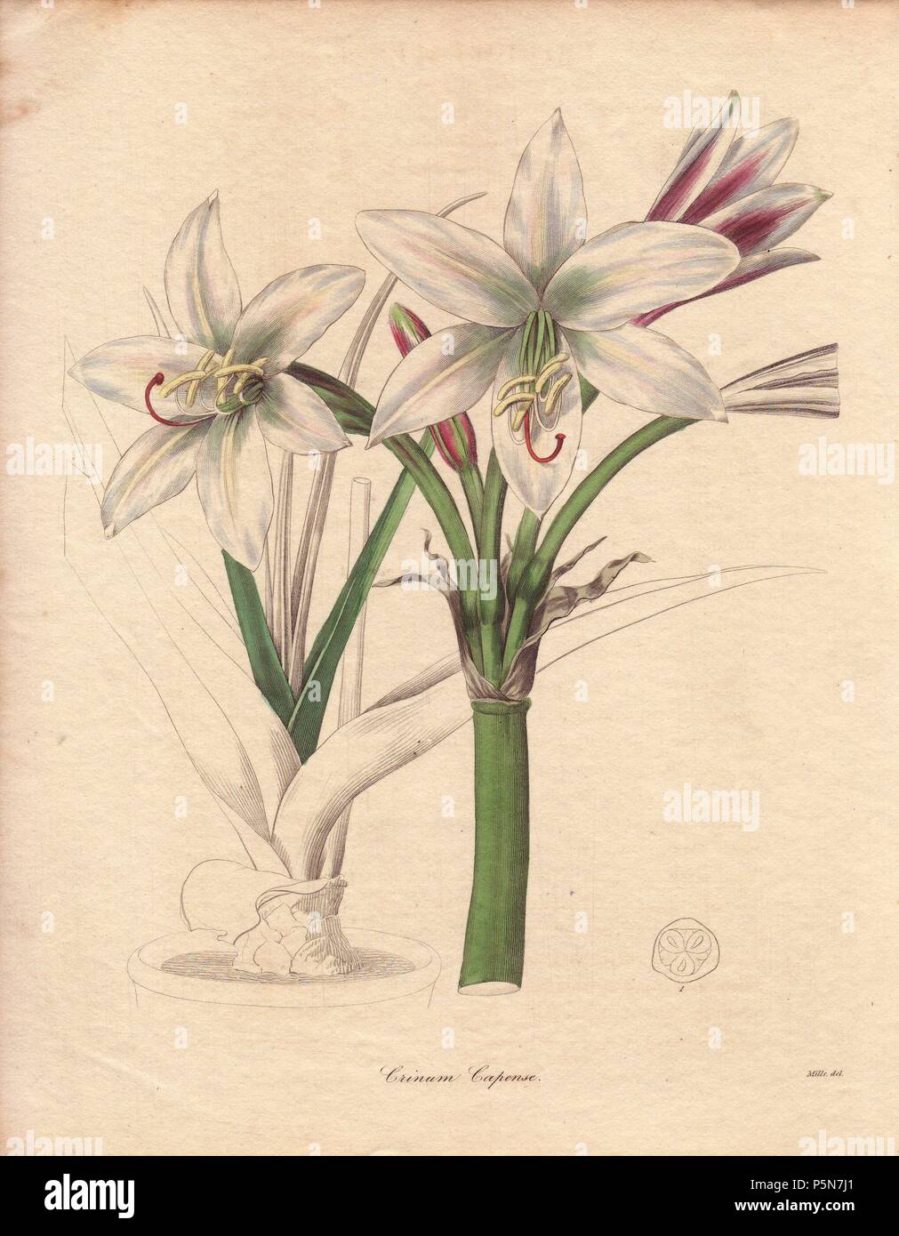 White flowered spider lily hi-res stock photography and images - Alamy