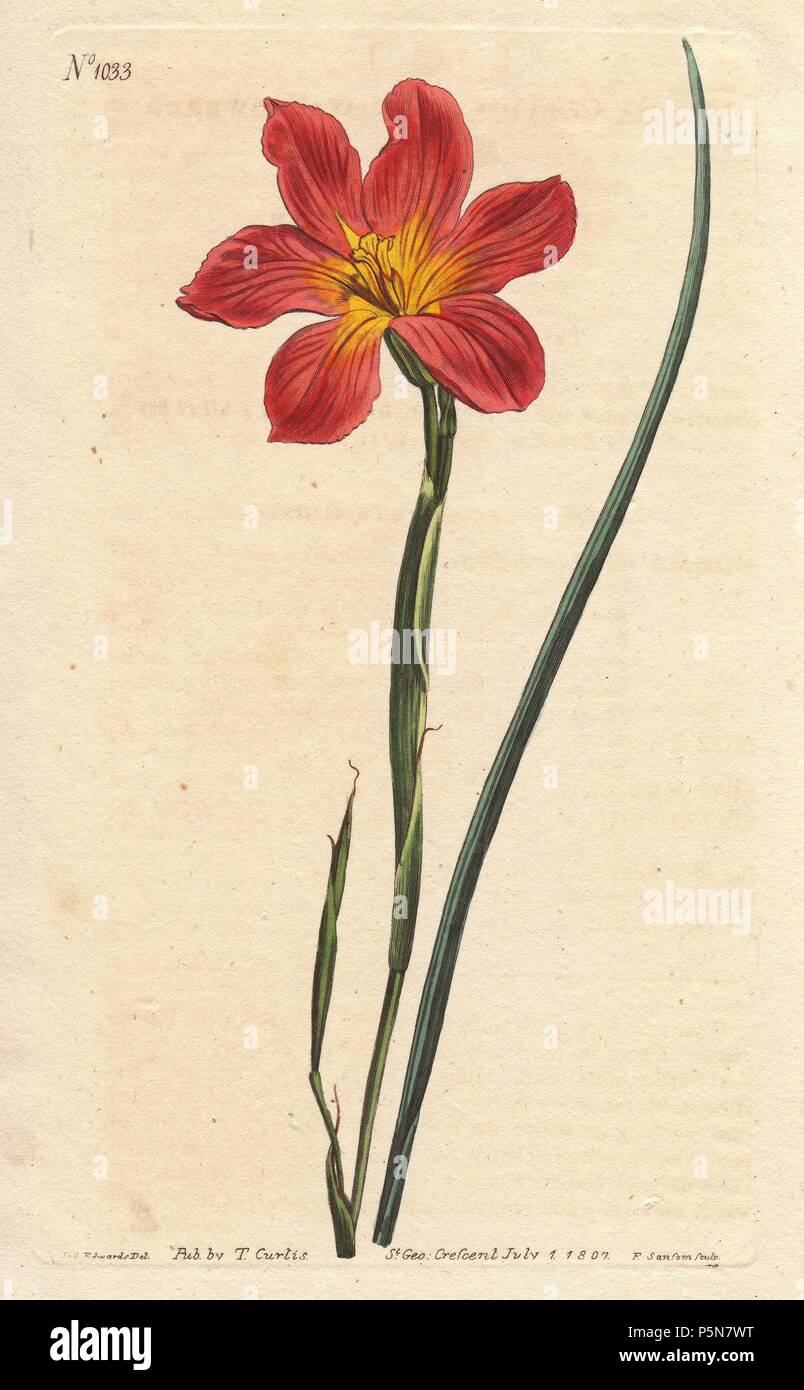 Straw-coloured equal-flowered moraea, salmon pink and yellow Cape Tulip ...