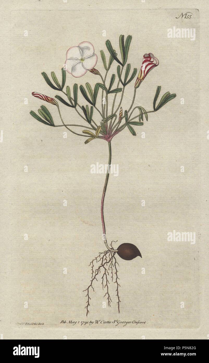 Striped flowered wood-sorrel, Oxalis versicolor, native to Africa ...