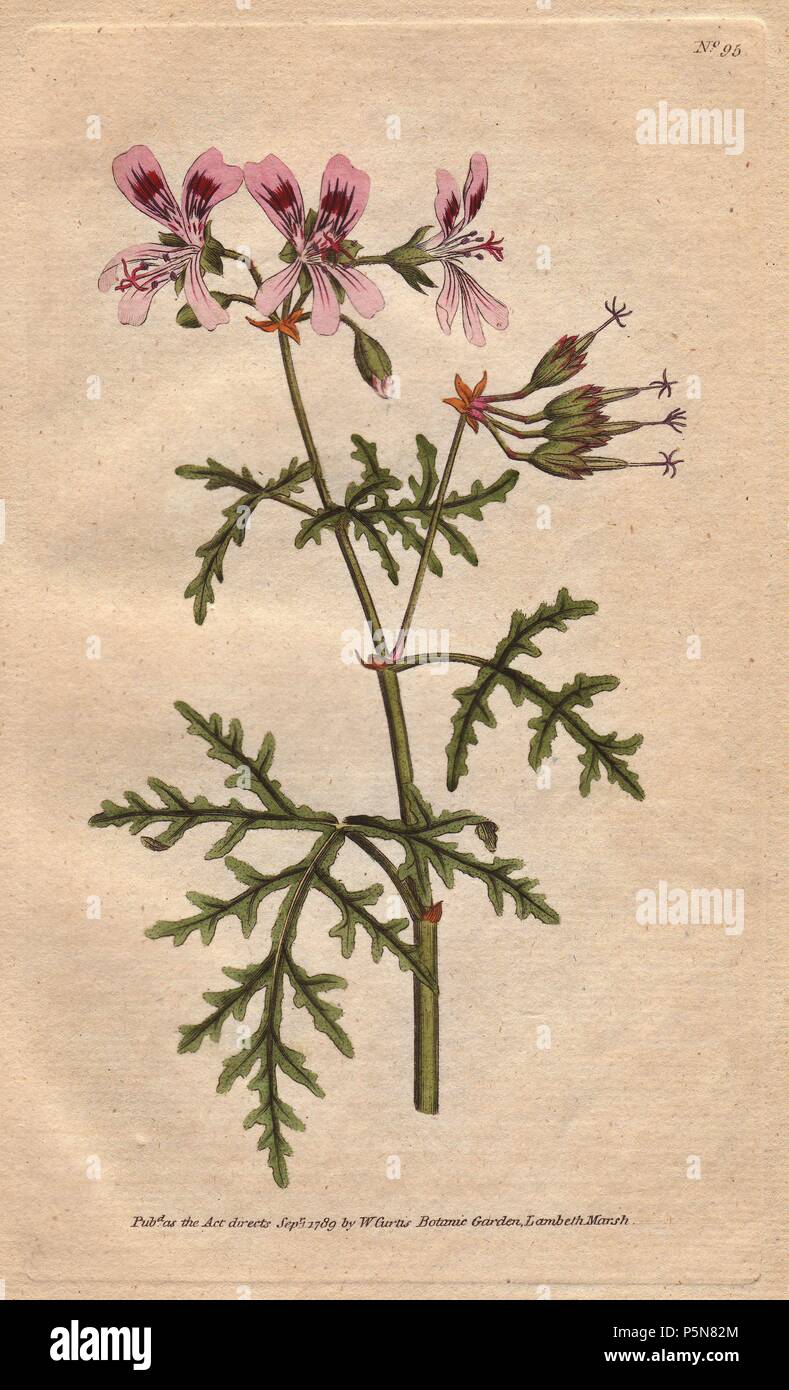 South african cape geranium hi-res stock photography and images - Alamy