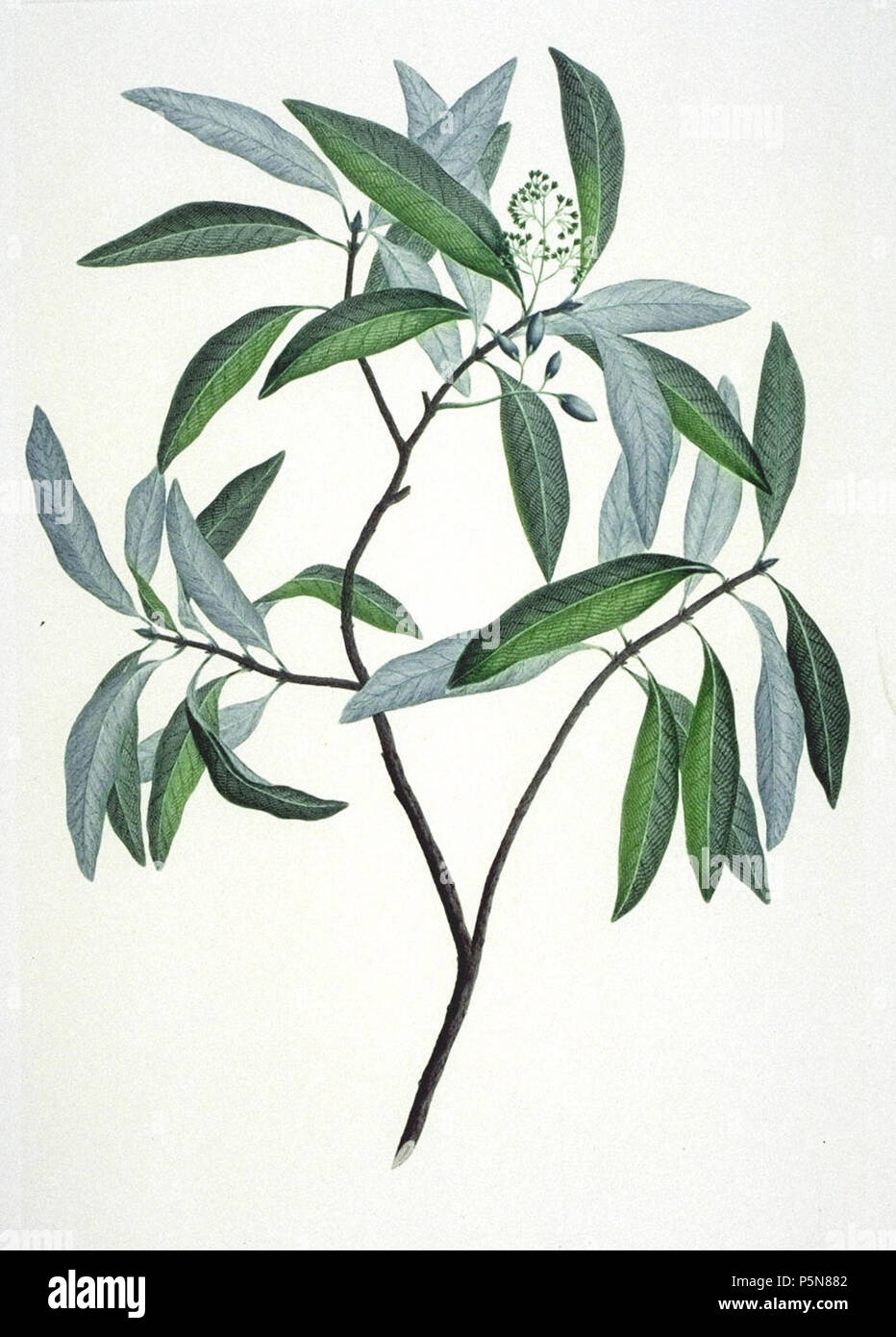 A canopy hi-res stock photography and images - Alamy