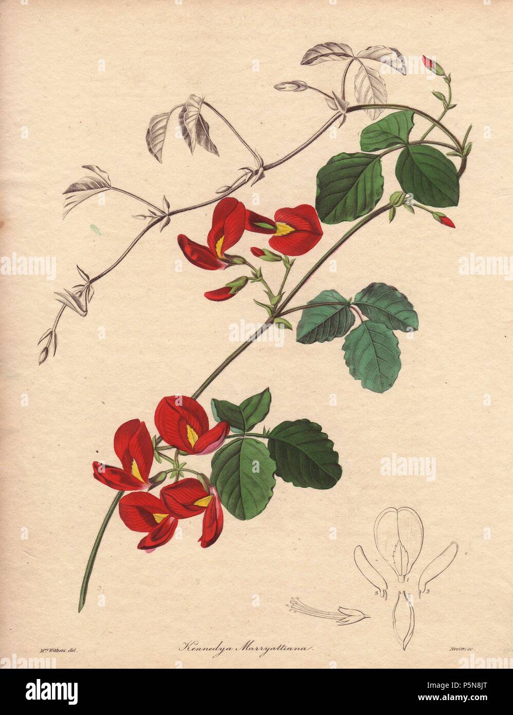 Big-leaved Kennedia is an ornamental plant with crimson and yellow ...