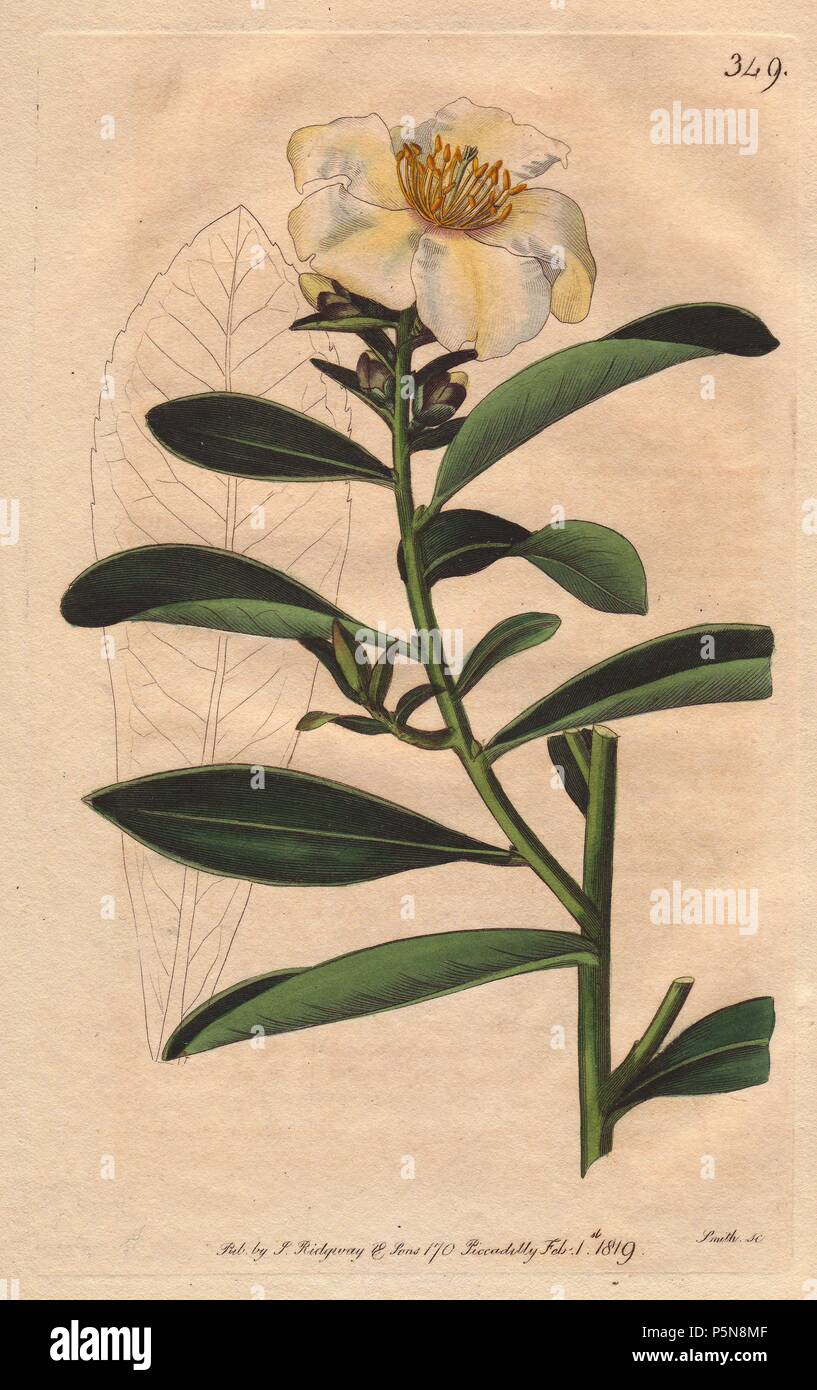 Penang camellia (Pulo-Pinang camellia) white camellia with yellowish ...