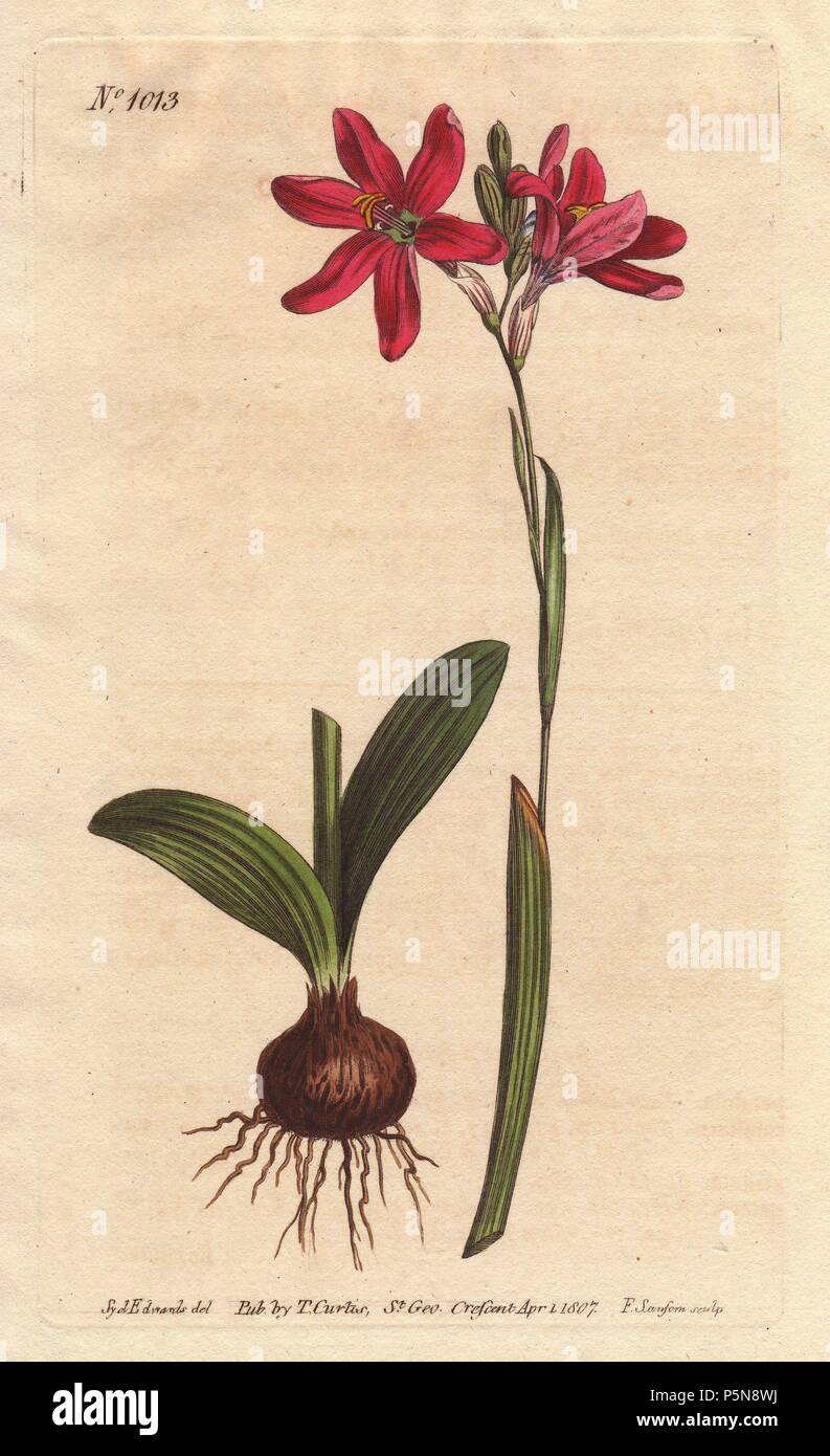 Rose-coloured ixia, a beautiful pink flower of the lily family from ...