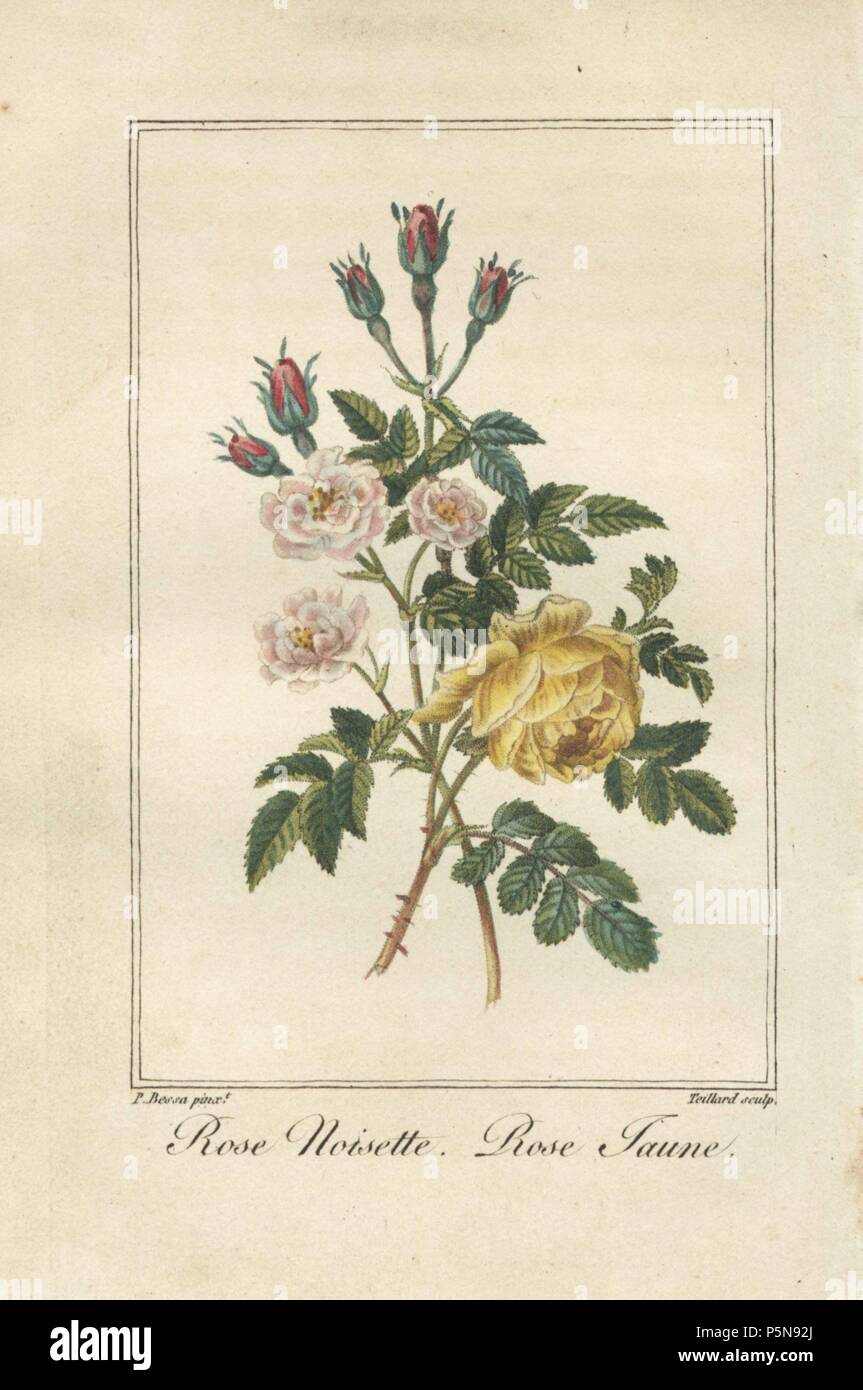 Rose noisette, Rosa noisettaeana, and rose jaune, yellow rose, Rosa ...