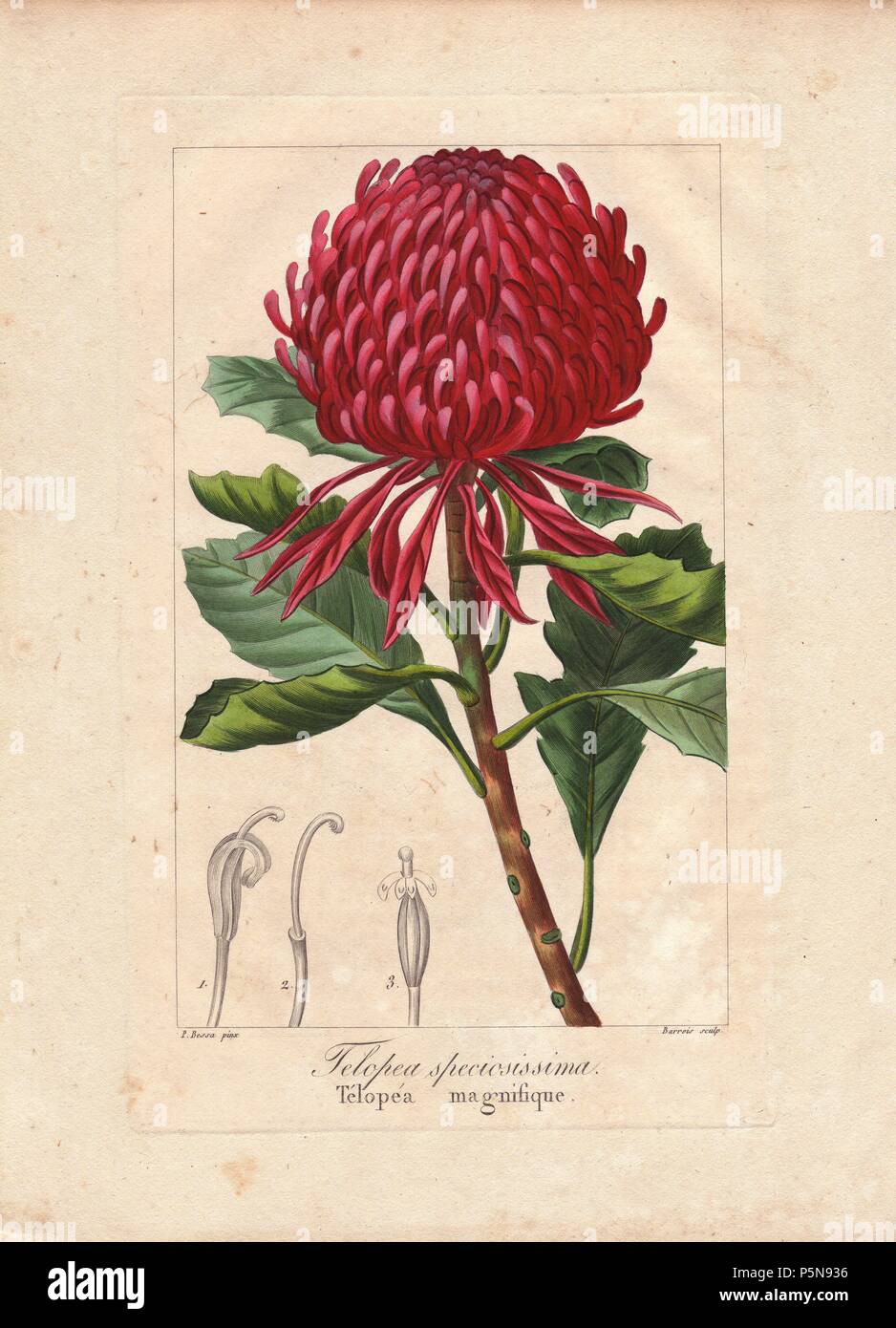 Telopea park hi-res stock photography and images - Alamy