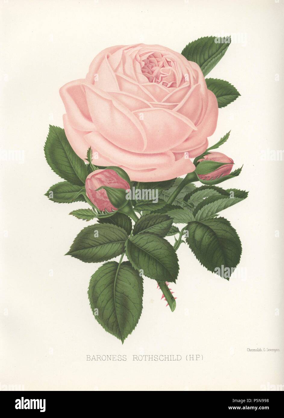 Baroness Rothschild hybrid pink rose. Chromolithograph by Georges ...