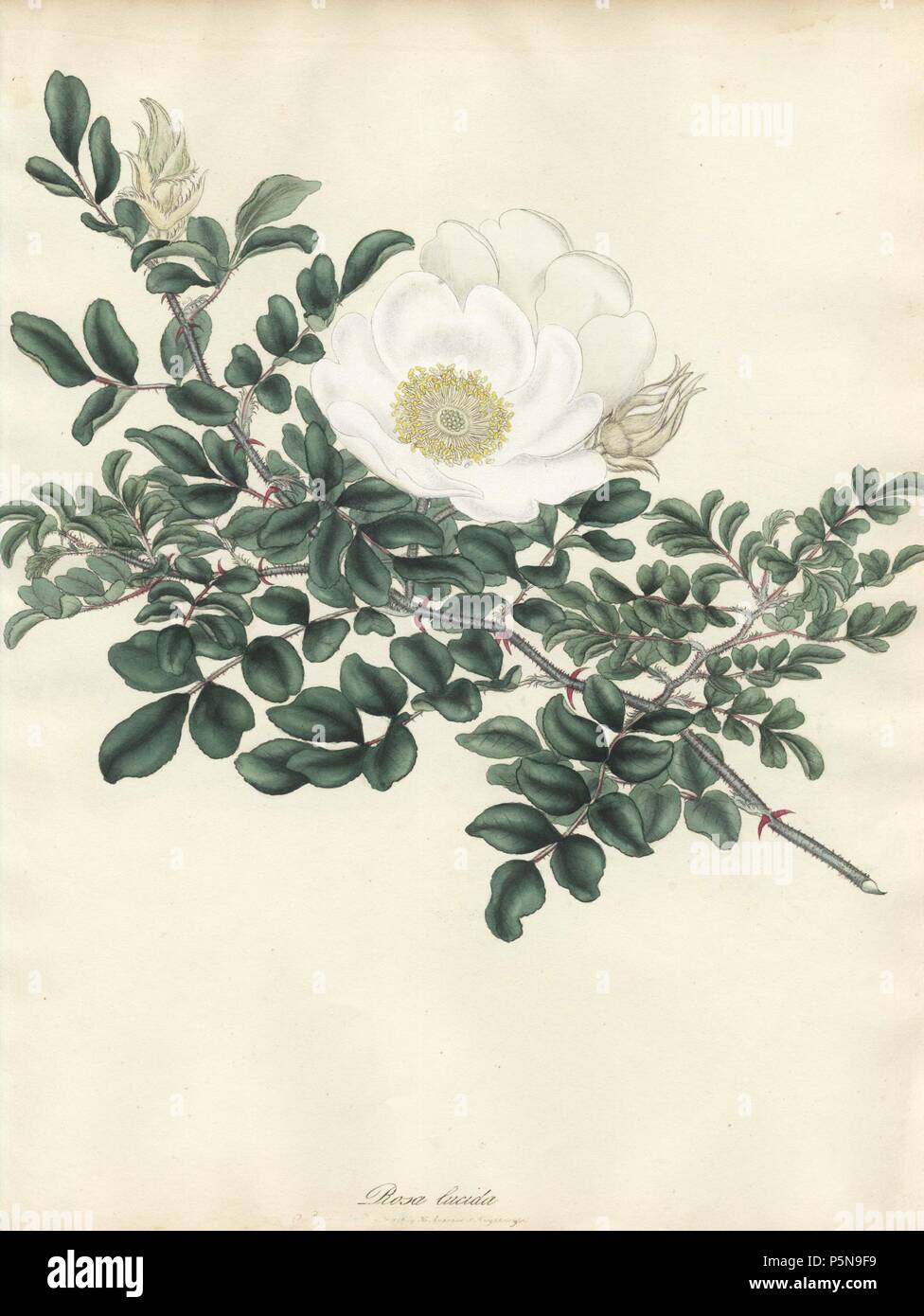White rose, Rosa lucida. Handcoloured copperplate botanical drawn ...