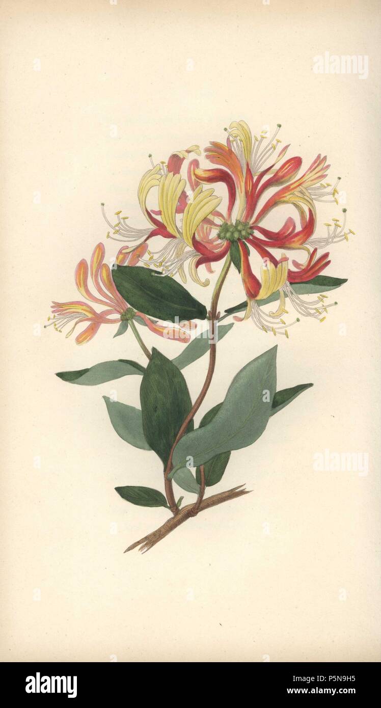 Honeysuckle Scientific Drawing