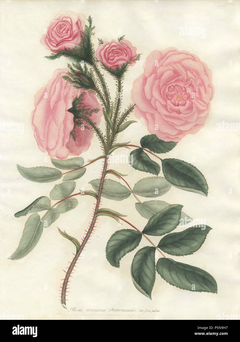 Pale pink moss or Provence rose, Rosa muscosa Provincialis var. flore ...