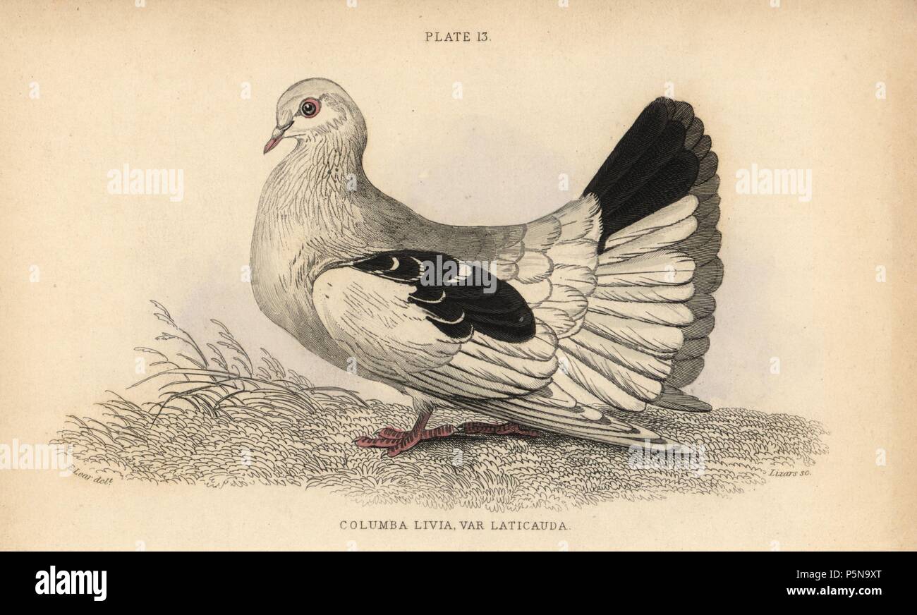 Broad or fan-tailed shaker, Columba tremula laticauda, breed of fancy ...