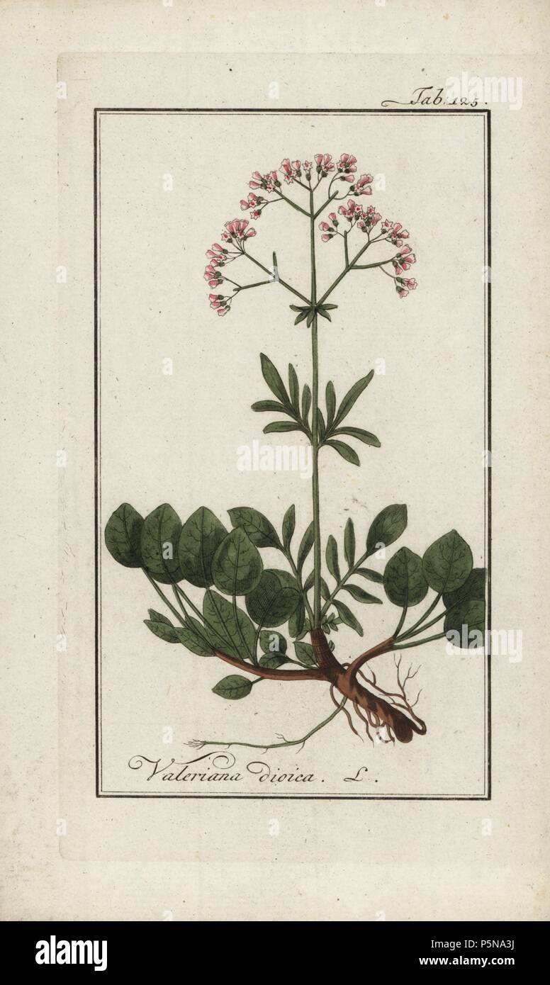 Marsh valerian, Valeriana dioica, native to Europe. Handcoloured ...