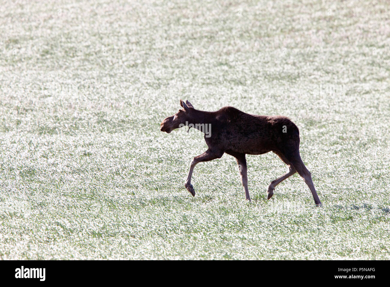 Moose canada hi-res stock photography and images - Alamy