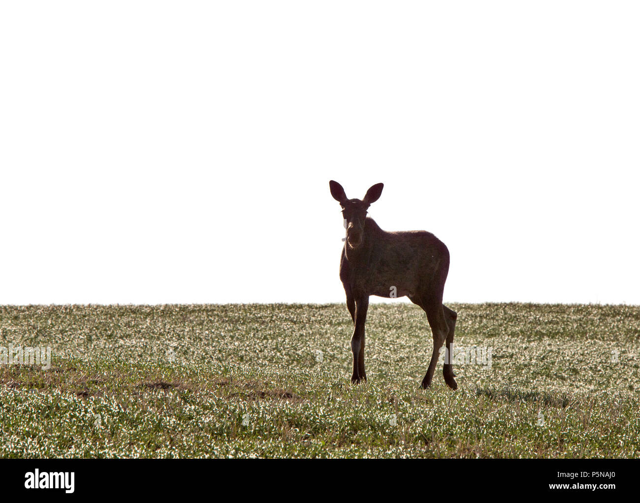 Moose in prairies hi-res stock photography and images - Alamy