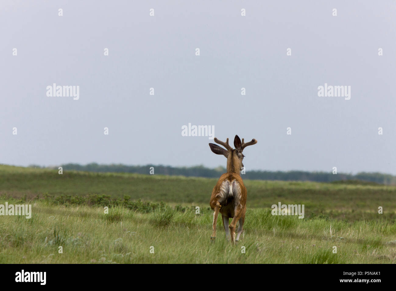 Deer in Saskatchewan prairie Pasture Land Canada Stock Photo - Alamy