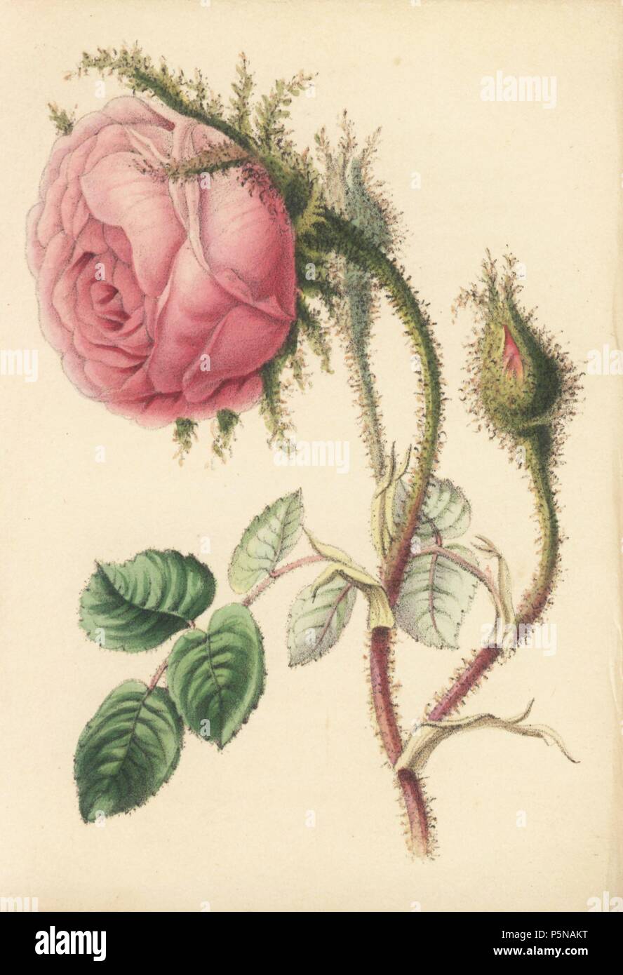 Ja andrews hi-res stock photography and images - Alamy