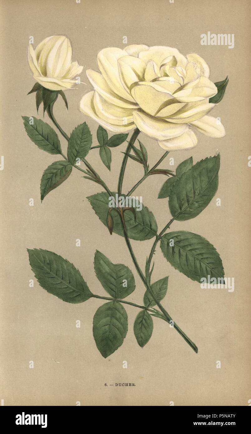 Bengale Ducher rose, variety of Rosa indica (Rosa chinensis) raised by ...