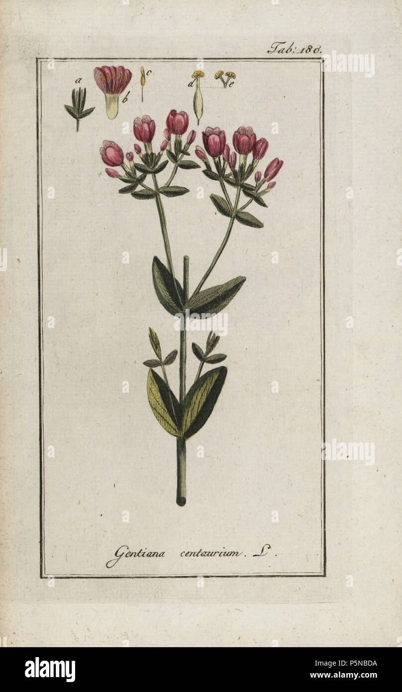 Common or red centaury, Centaurium erythraea, native to Europe and Asia ...