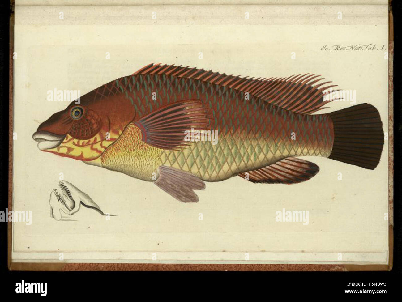 Ascanius hi-res stock photography and images - Alamy