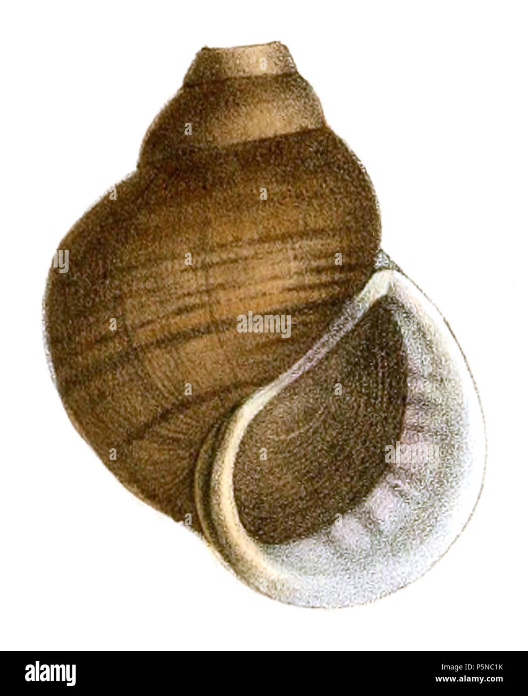 Asolene hi-res stock photography and images - Alamy