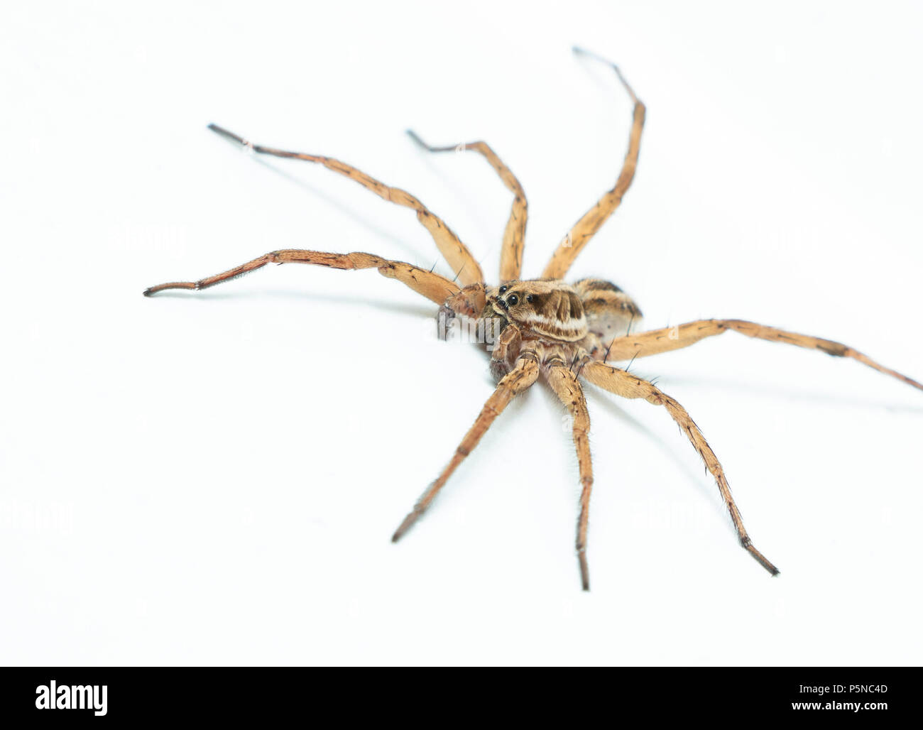 Wolf Spider closeup with white background Stock Photo - Alamy
