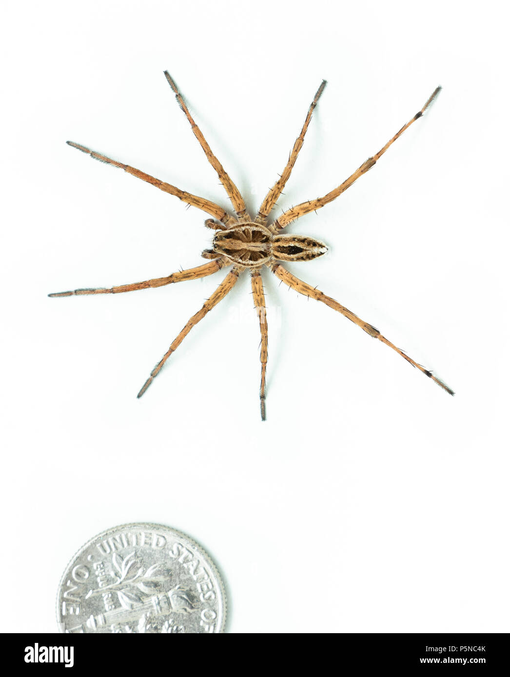 Wolf Spider top down with white background Stock Photo - Alamy