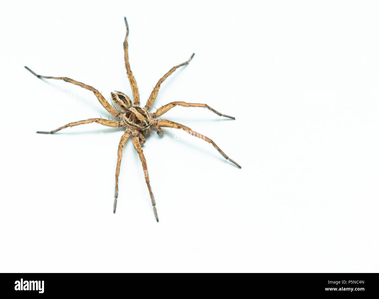 Wolf Spider 45 degree profile with white background Stock Photo - Alamy