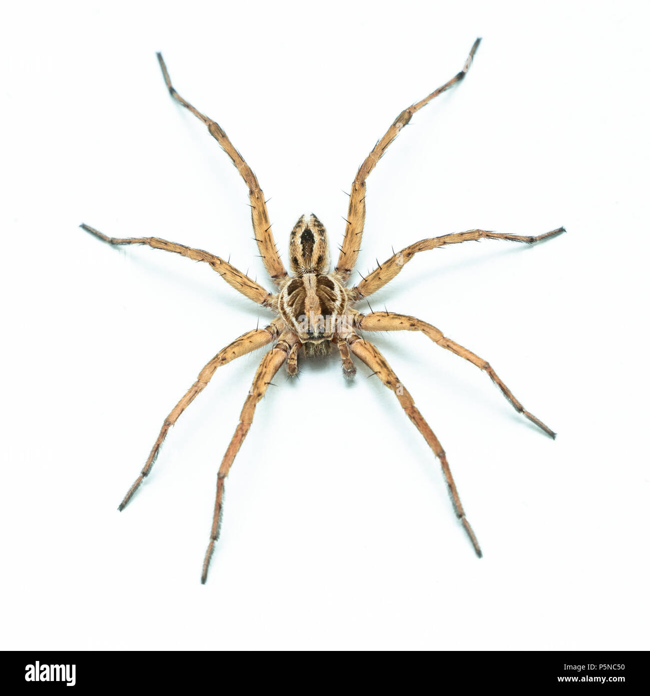Wolf Spider 45 degree profile with white background Stock Photo - Alamy