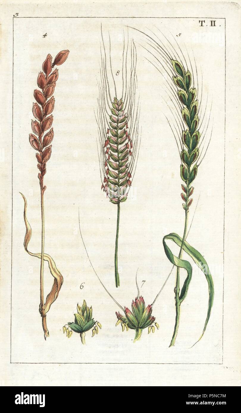 Wheat Botanical Drawing
