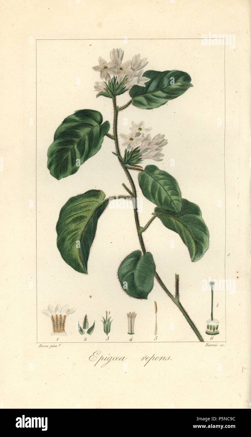 Trailing Arbutus Drawing