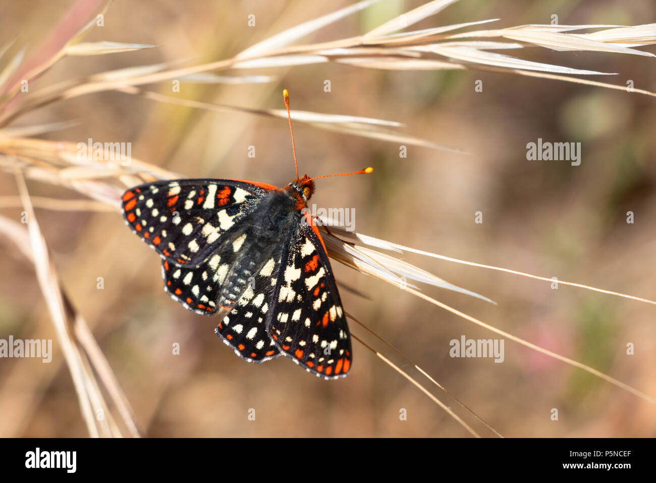 Checkerspot butterfly hi-res stock photography and images - Alamy