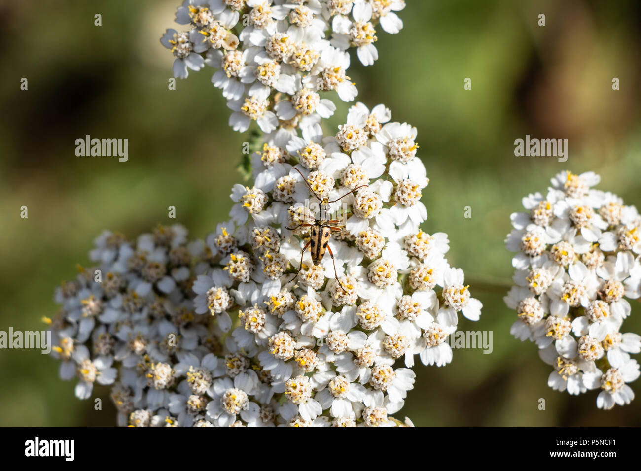 Cluster of small flowers hi-res stock photography and images - Alamy