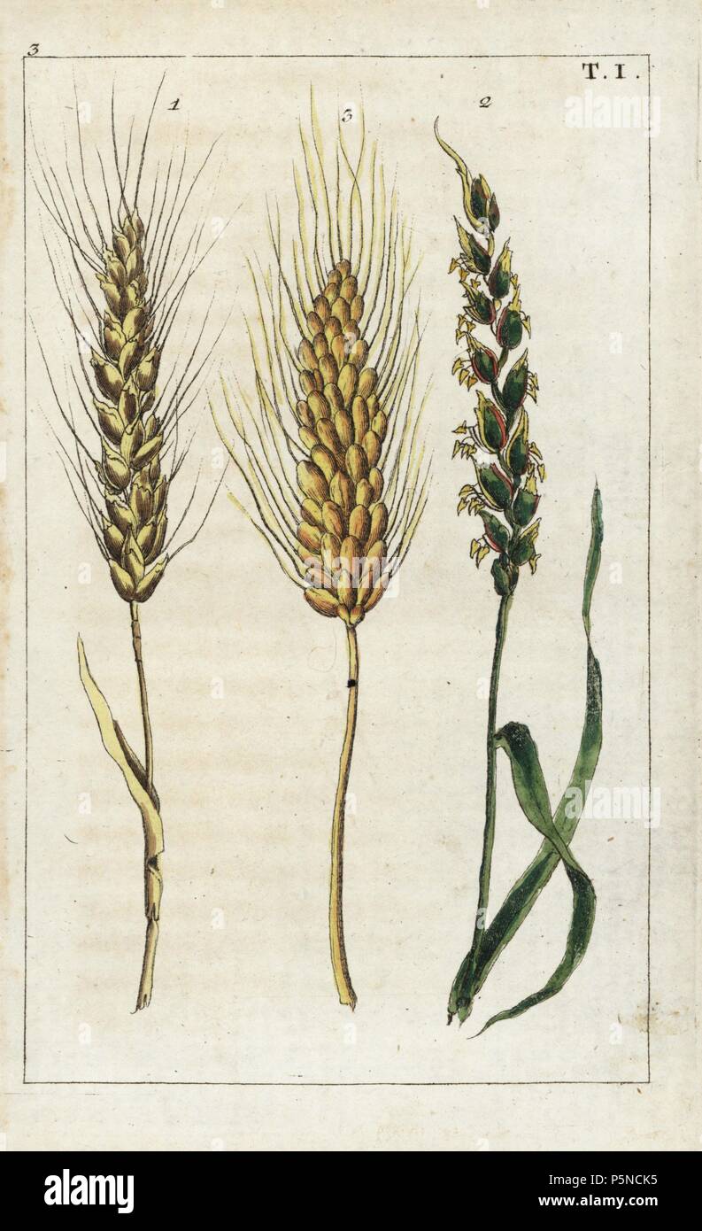 Bread ingles hi-res stock photography and images - Alamy